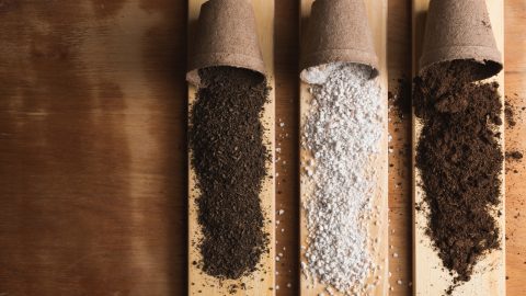 Aroid Soil Mix: Why Should You Use It And How