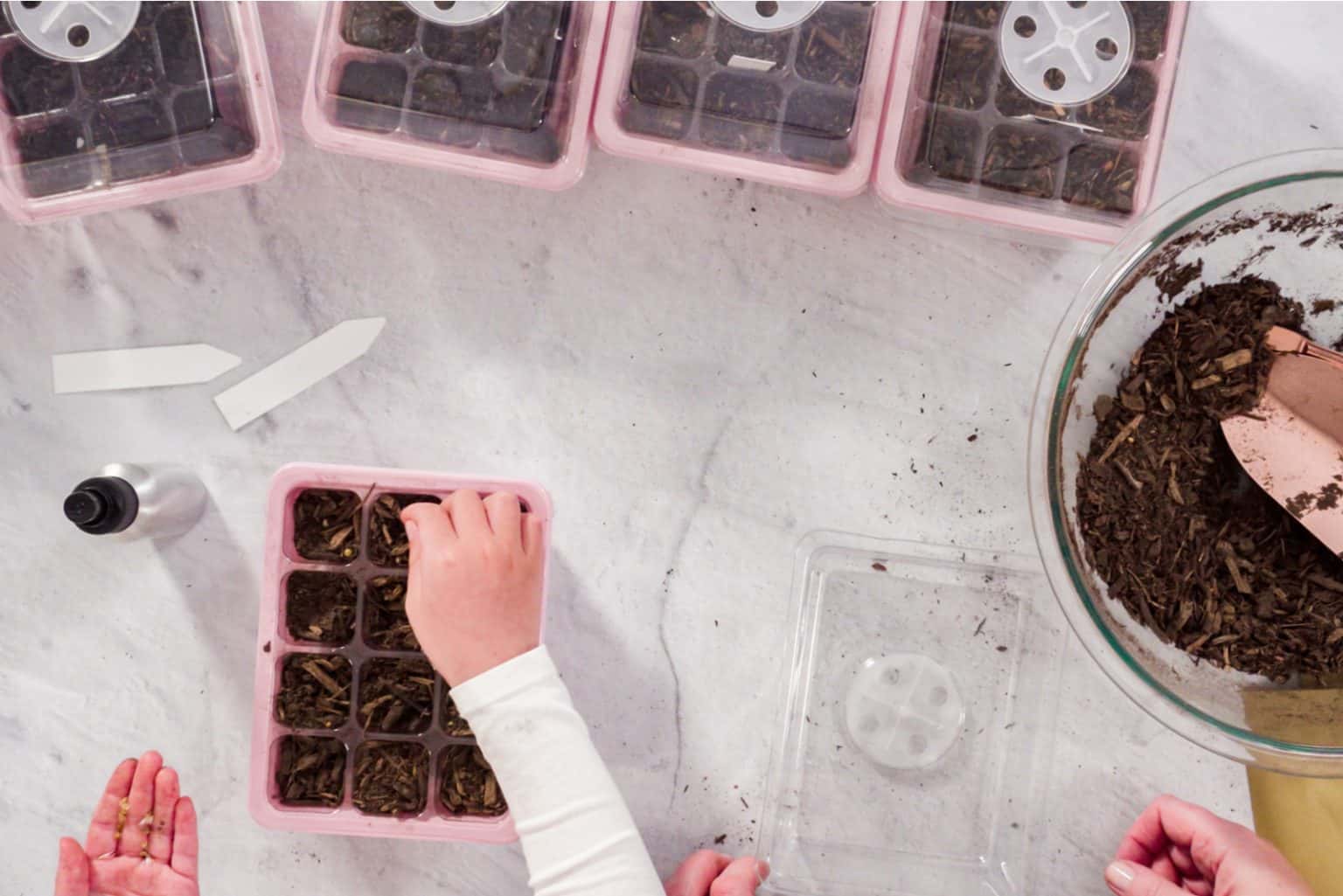 Snow White Waffle Plant: Care, Features, And Benefits