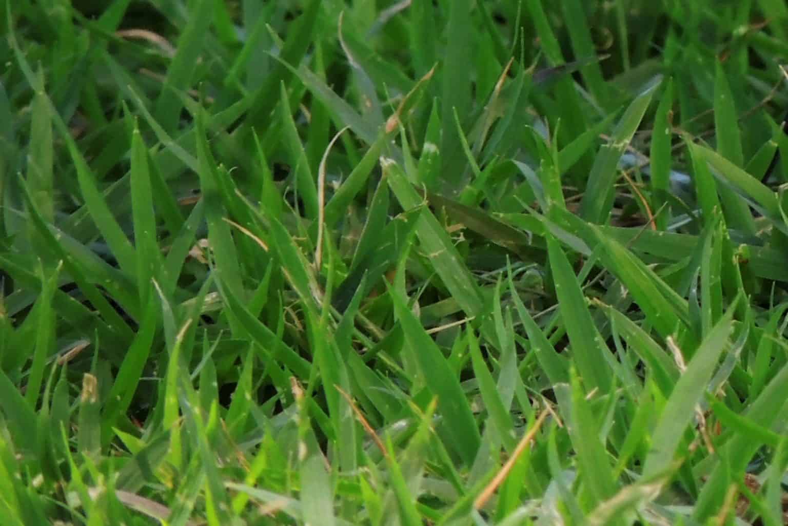 Grass Types In Florida: 7 Top Picks For Your Florida Lawn