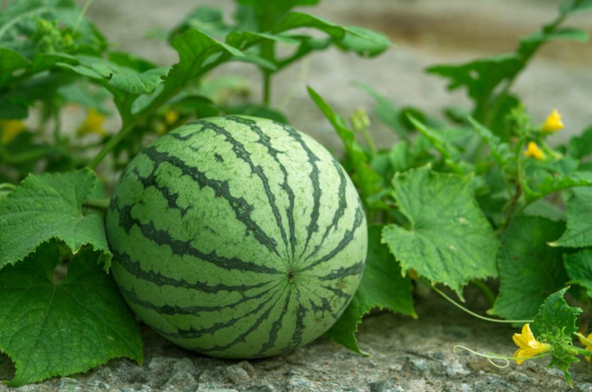 Male And Female Watermelon: Differences and Features