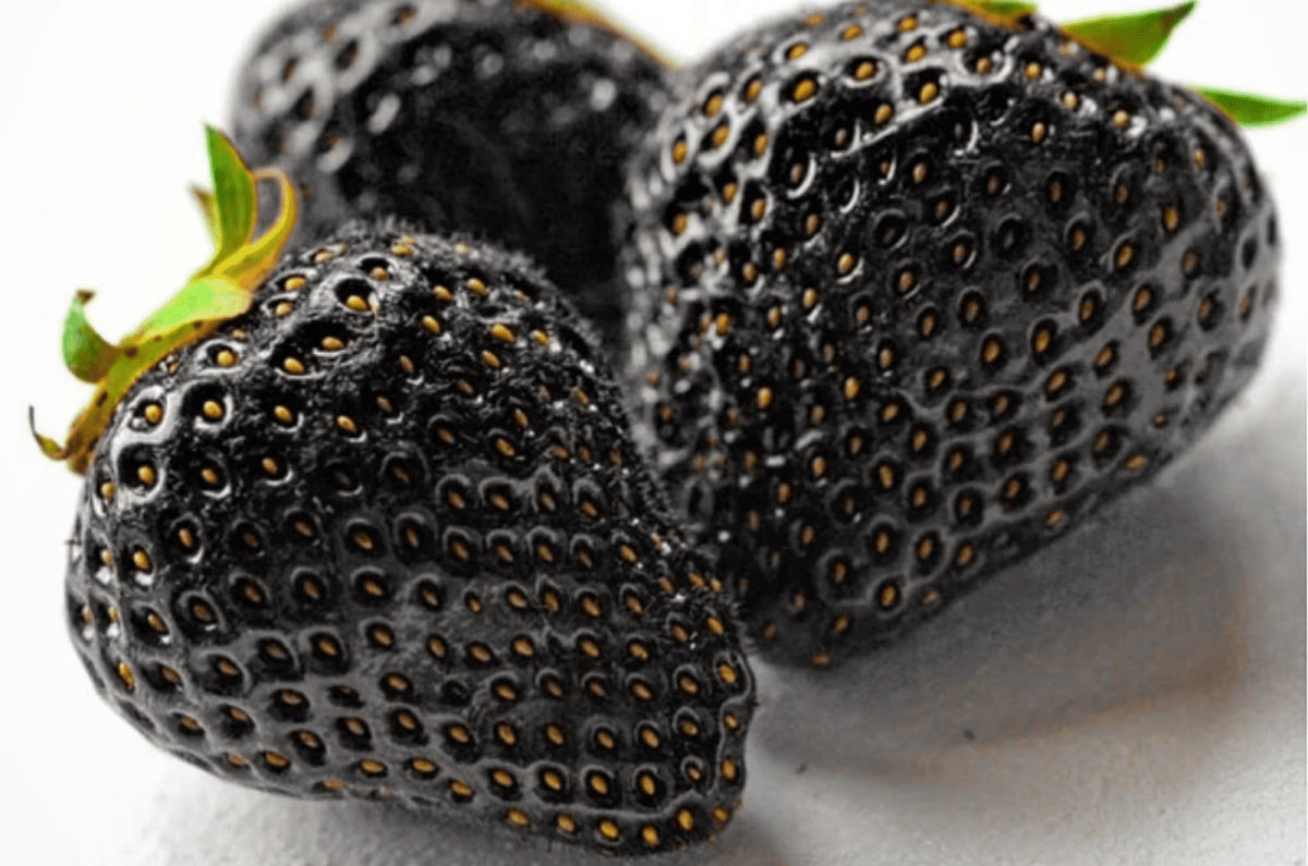 Black Strawberries: Truth or Myth