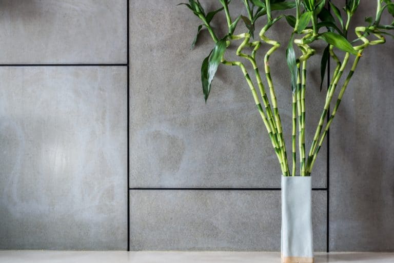 10 Types of Money Plant That Can Bring You Good Fortune