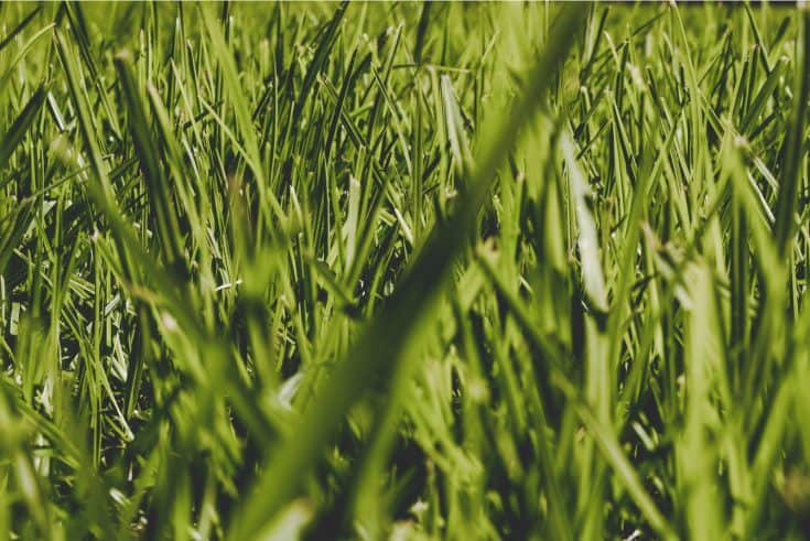 Grass Types In Florida: 7 Top Picks For Your Florida Lawn