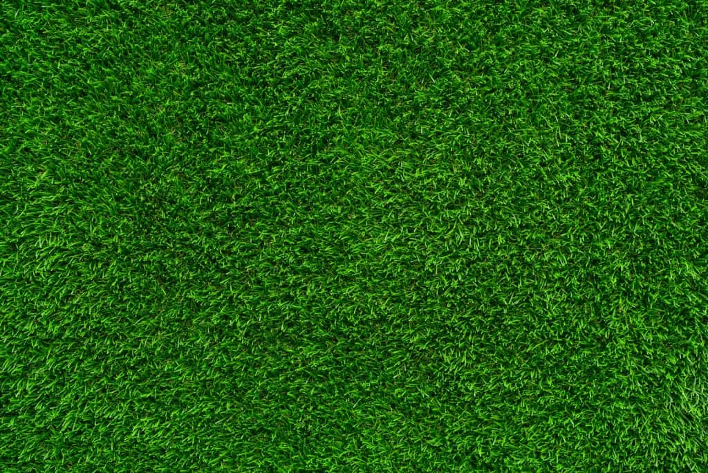 Grass Types In Florida: 7 Top Picks For Your Florida Lawn