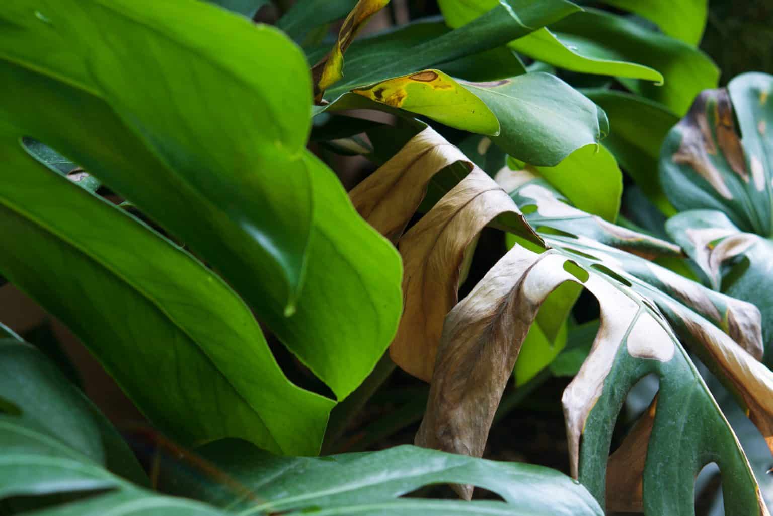 6 Signs of An Overwatered Monstera And How To Save It