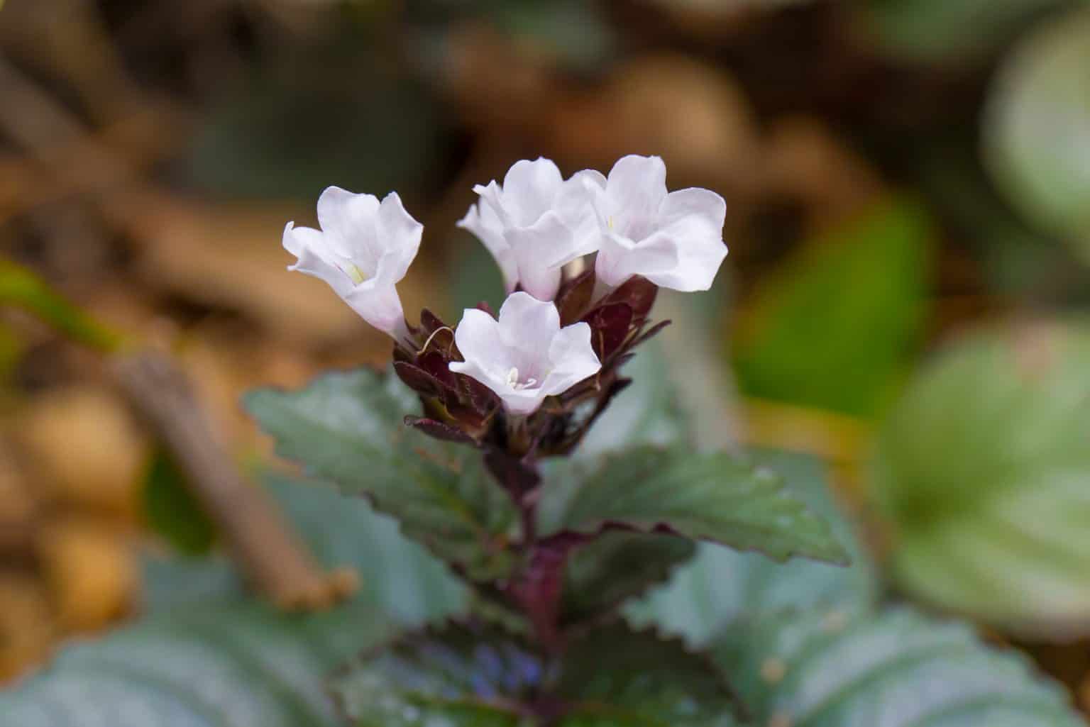 Snow White Waffle Plant: Care, Features, And Benefits