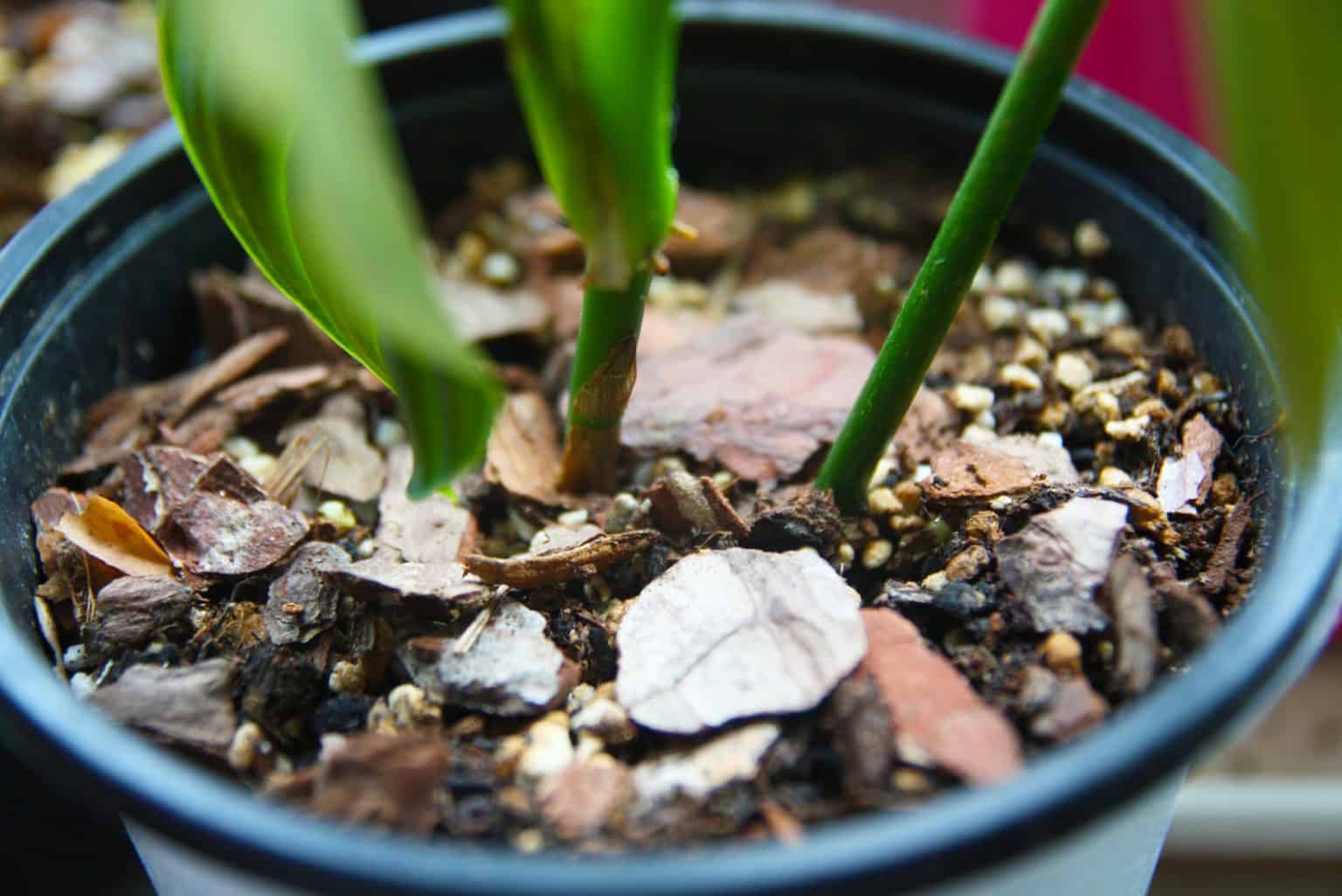 Aroid Soil Mix: Why Should You Use It And How