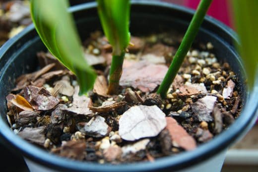 Aroid Soil Mix: Why Should You Use It And How