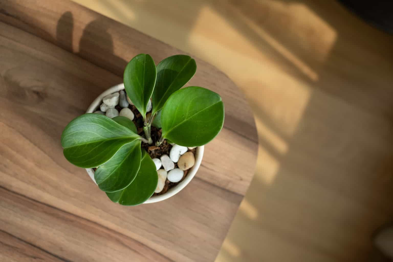 Peperomia Rana Verde: Features And Tips For Care