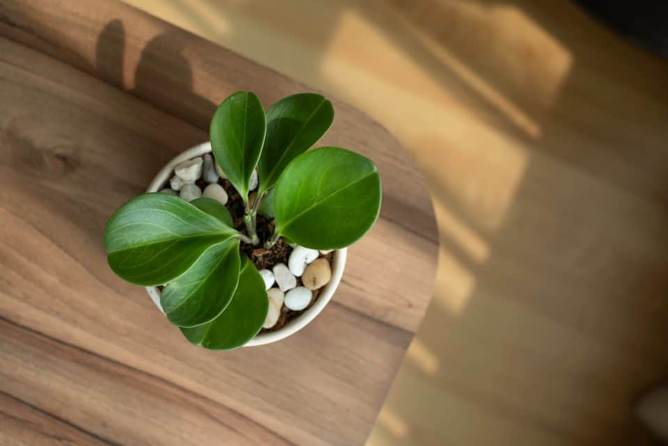 Peperomia Rana Verde: Features And Tips For Care