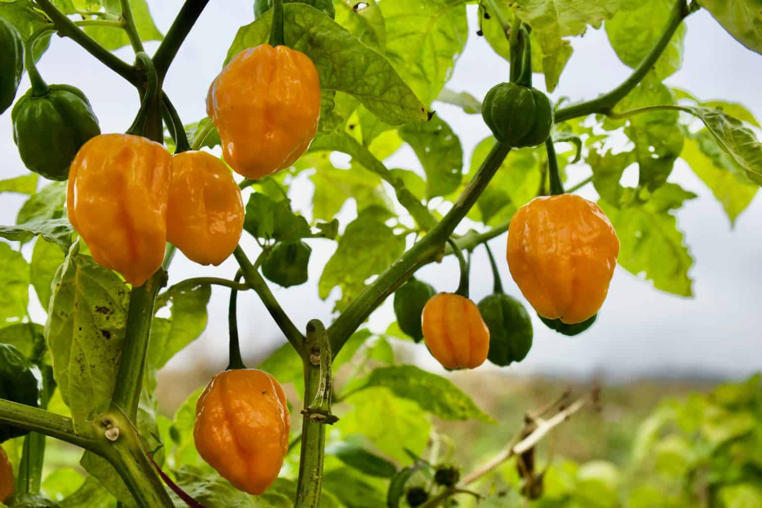 Habanero Orange: Everything You Need To Know