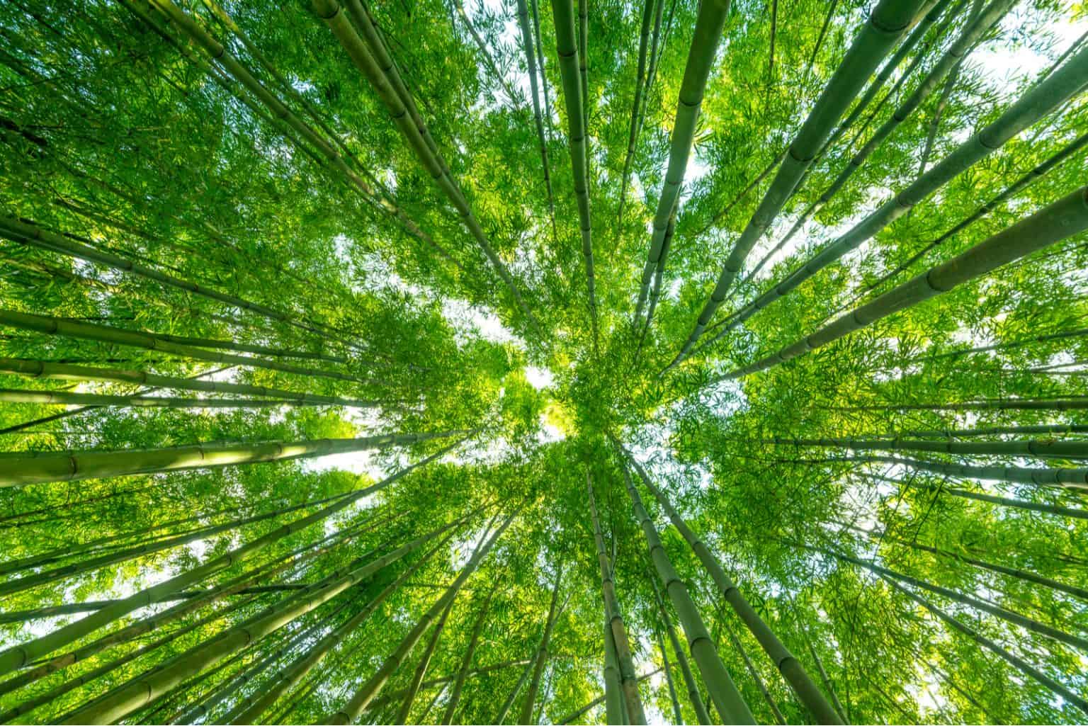 Meet The Tallest Grass In The World
