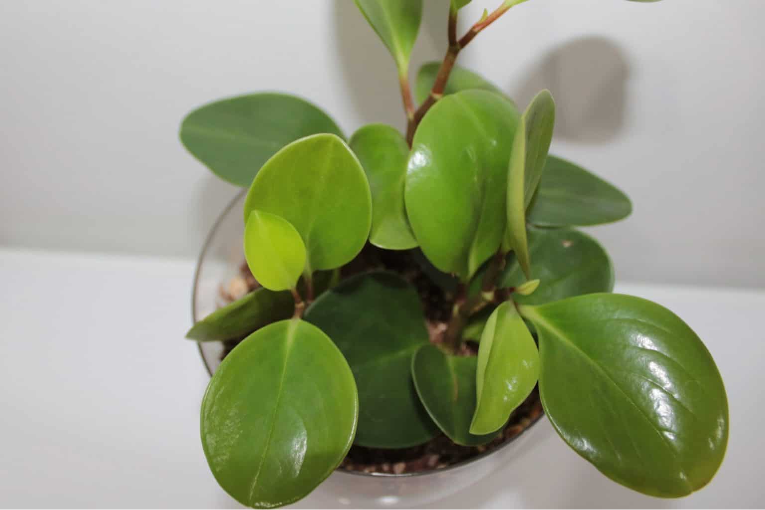 Peperomia Rana Verde: Features And Tips For Care