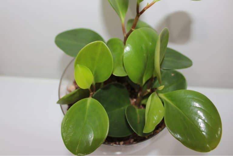 Peperomia Rana Verde: Features And Tips For Care