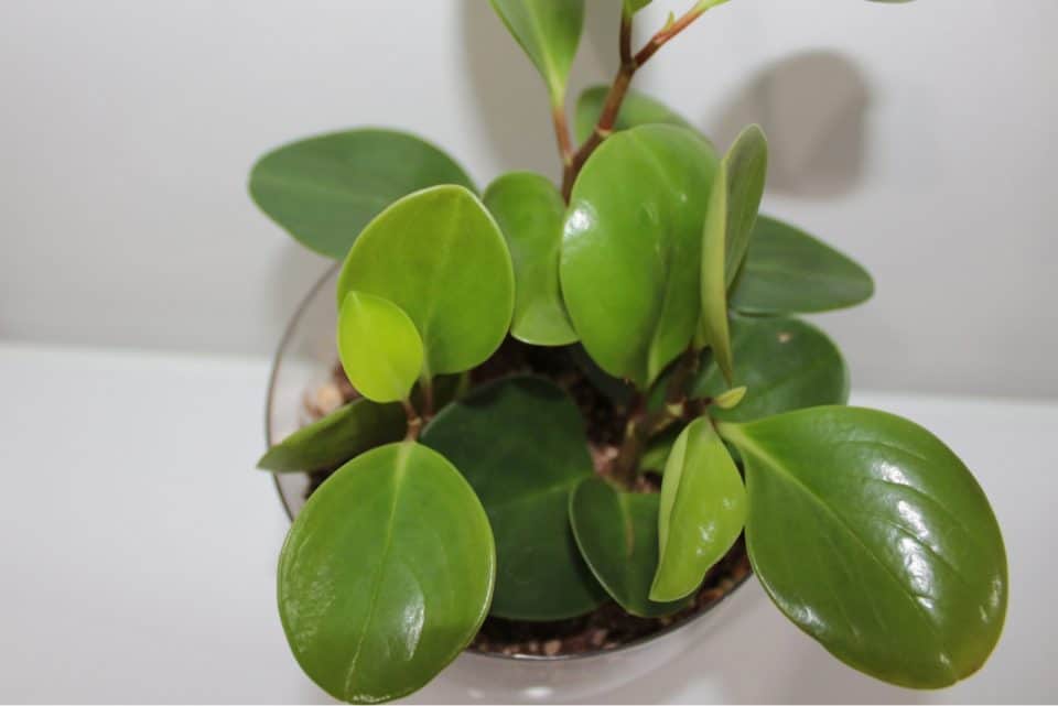 Peperomia Rana Verde: Features And Tips For Care