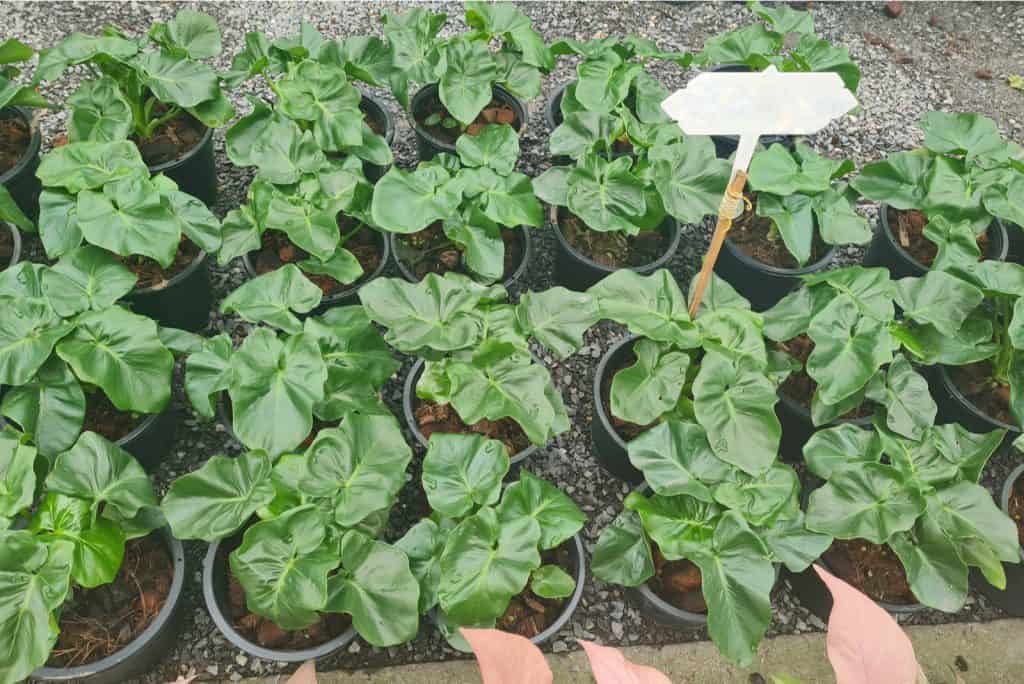 Philodendron Atom - How To Grow And Care For It