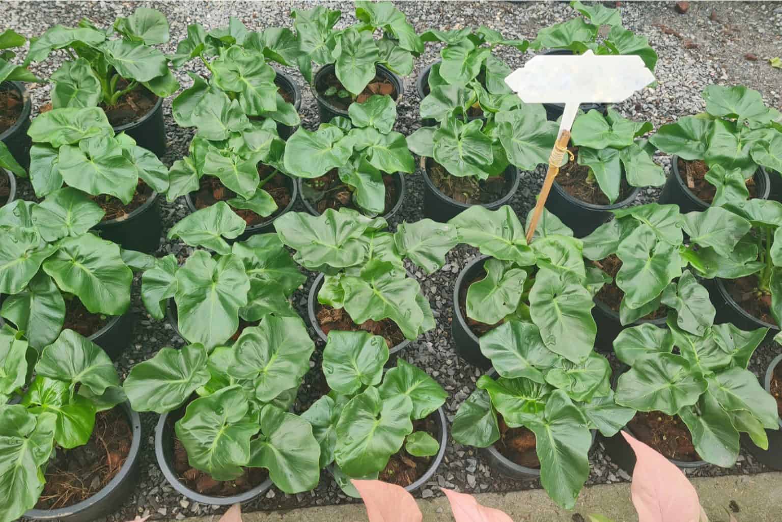 Philodendron Atom - How To Grow And Care For It