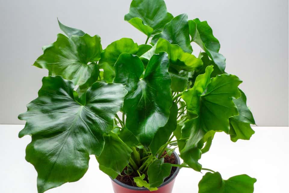 Philodendron Atom - How To Grow And Care For It