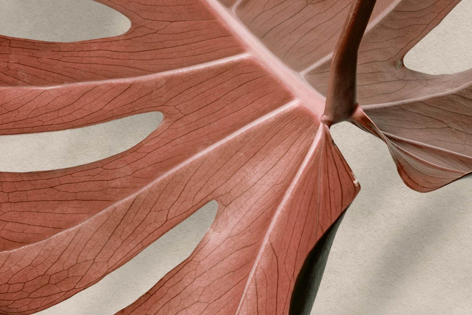 Philodendron Florida Ghost: Features And Care Guide