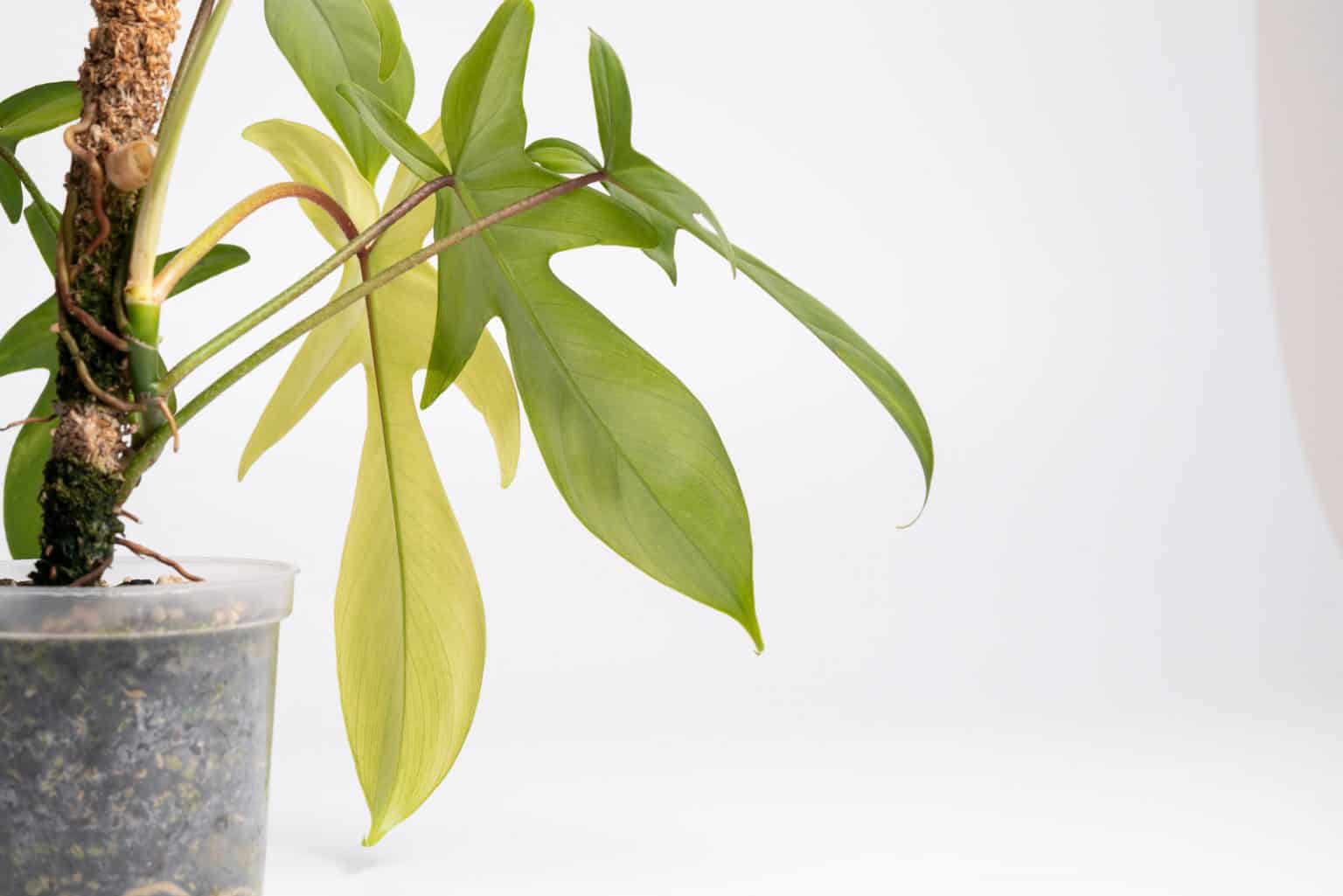 Philodendron Florida Ghost: Features And Care Guide