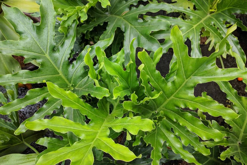 Philodendron Lickety Split: Care Guide And Features