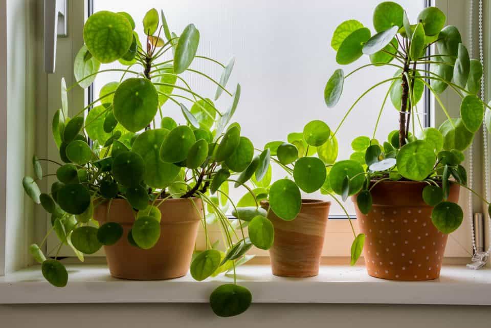 10 Types of Money Plant That Can Bring You Good Fortune