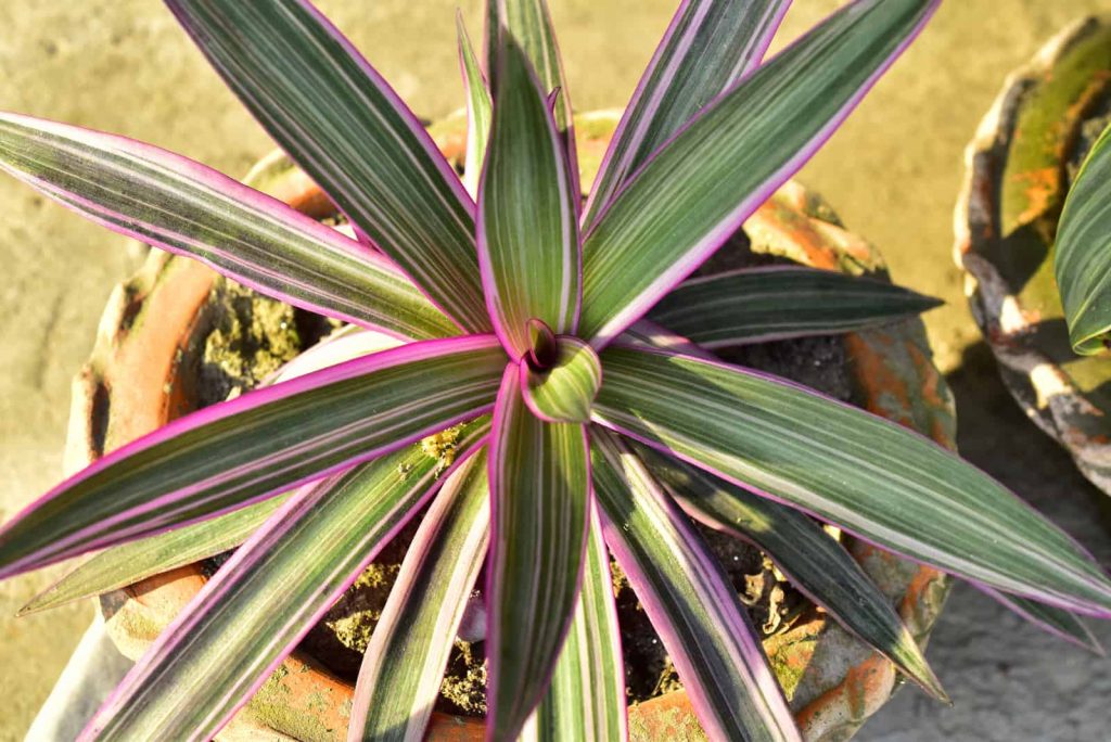 Purple Spider Plant: Features And Care Guide