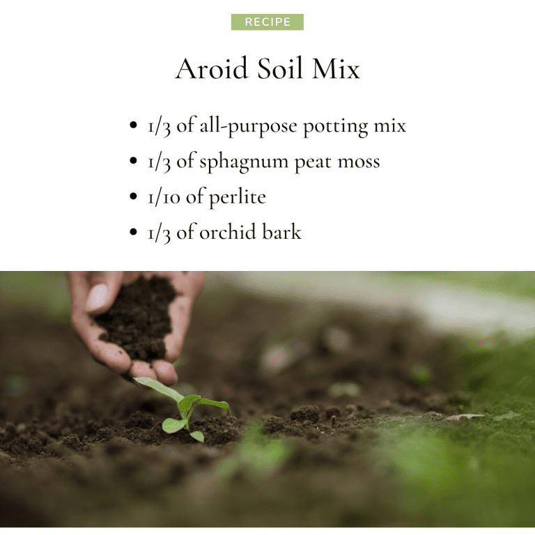 Aroid Soil Mix: Why Should You Use It And How