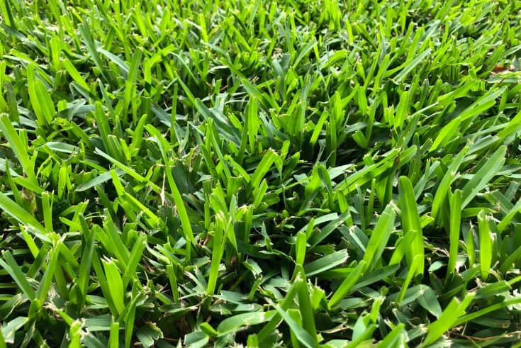 Grass Types In Florida: 7 Top Picks For Your Florida Lawn