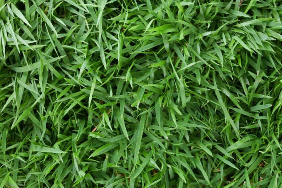 Grass Types In Florida: 7 Top Picks For Your Florida Lawn