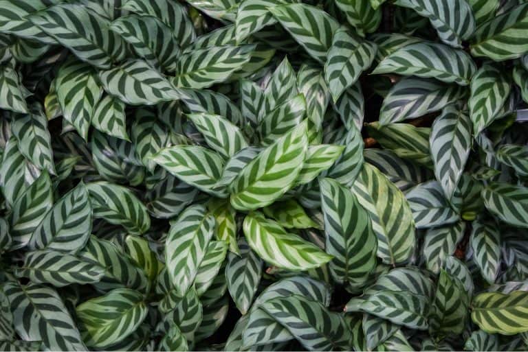 Calathea Rosy: Everything You Need To Know