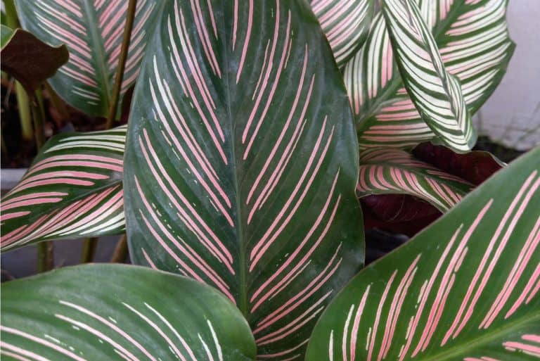 Calathea Rosy: Everything You Need To Know