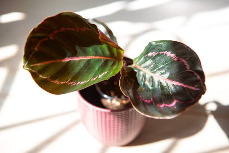 Calathea Rosy: Everything You Need To Know