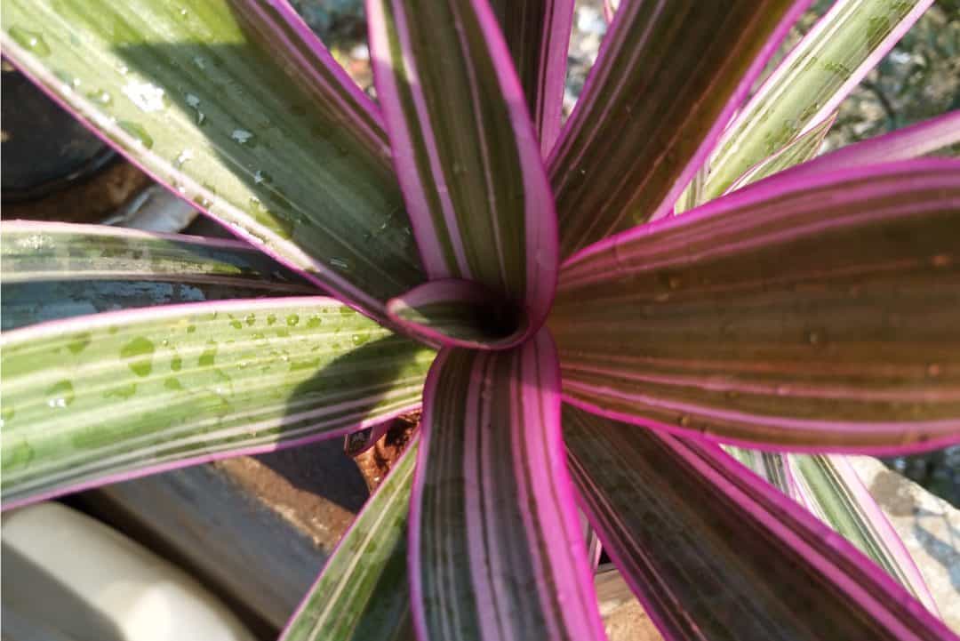 Purple Spider Plant: Features And Care Guide
