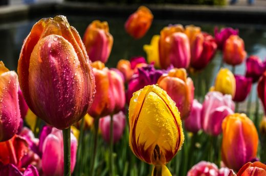 70 Tulip quotes That Capture the Essence of Tulips