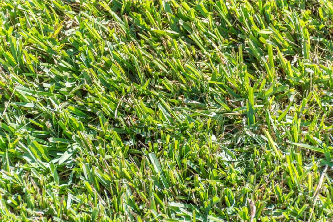 Grass Types In Florida: 7 Top Picks For Your Florida Lawn