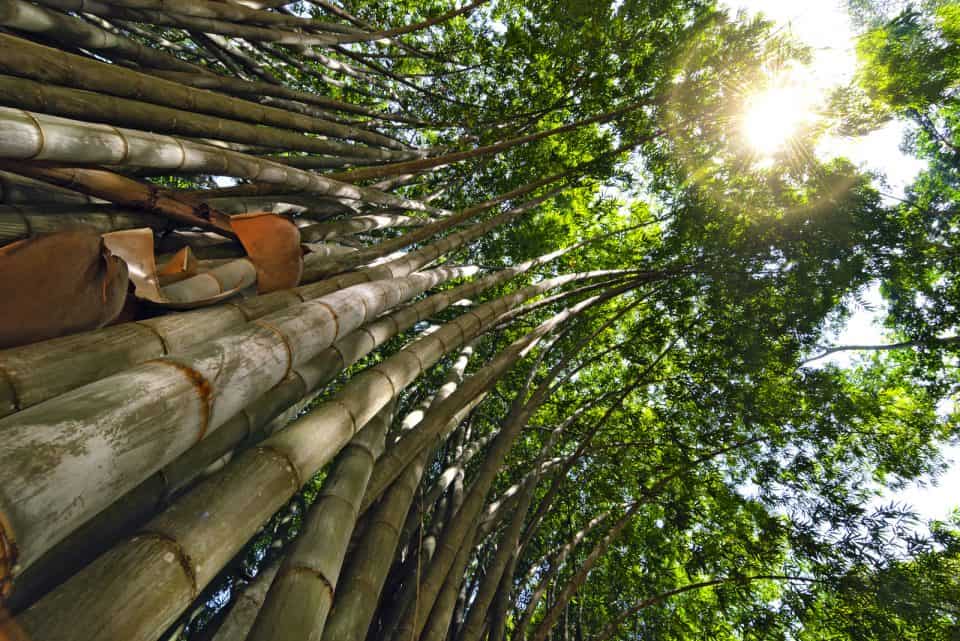 Meet The Tallest Grass In The World