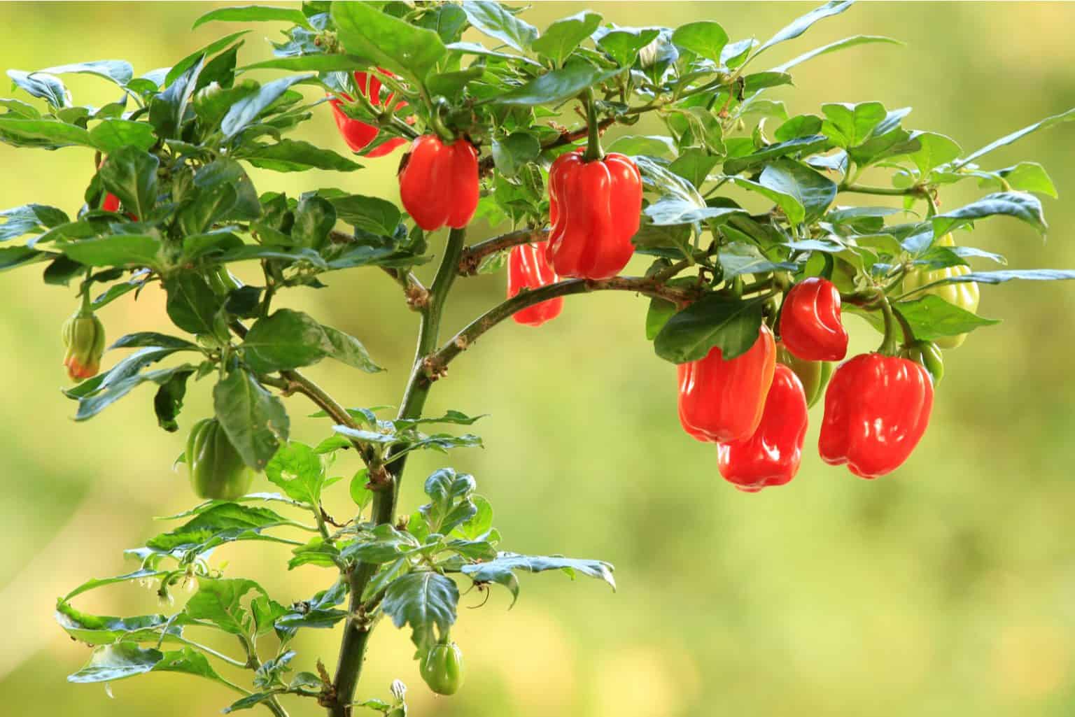 When To Pick Habanero: Answering All Your Questions