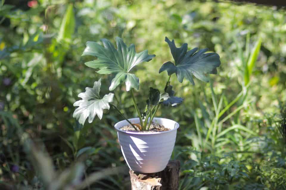 Philodendron Lickety Split: Care Guide And Features