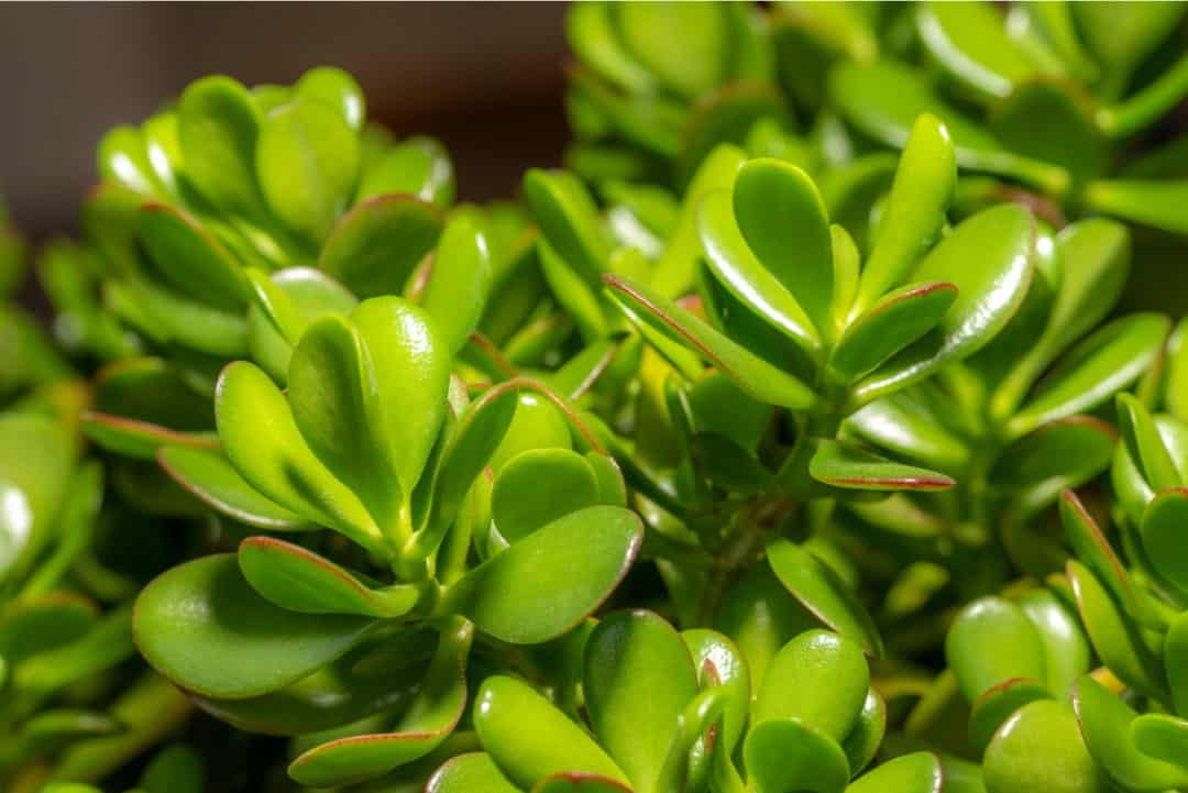 10 Types of Money Plant That Can Bring You Good Fortune