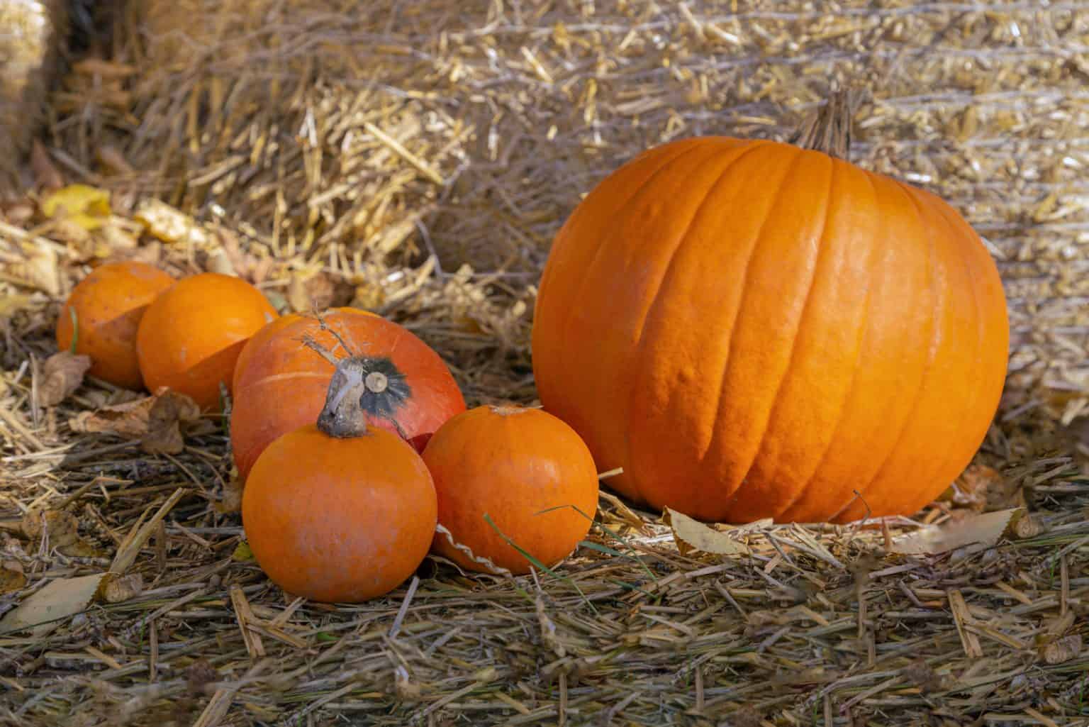 What Is The Average Pumpkin Weight?