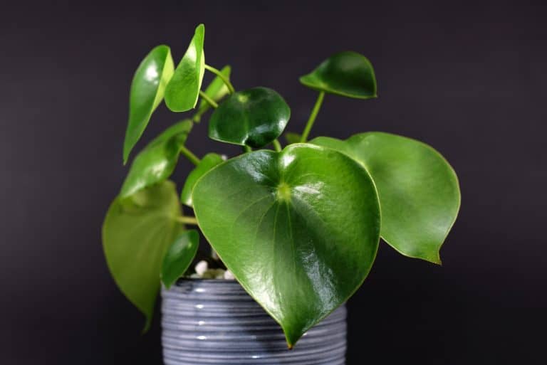 Peperomia Rana Verde: Features And Tips For Care