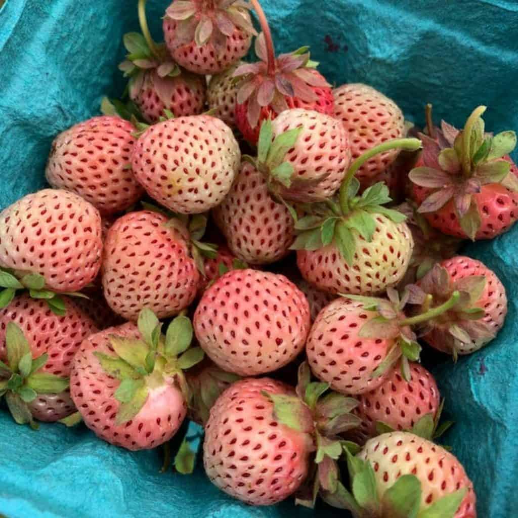 Black Strawberries: Truth or Myth