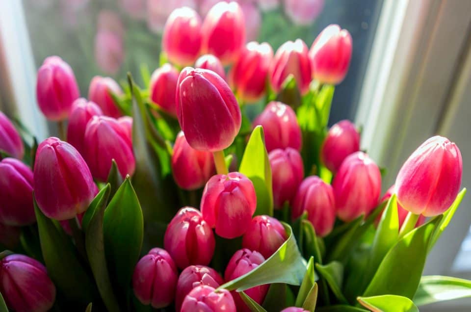 70 Tulip quotes That Capture the Essence of Tulips