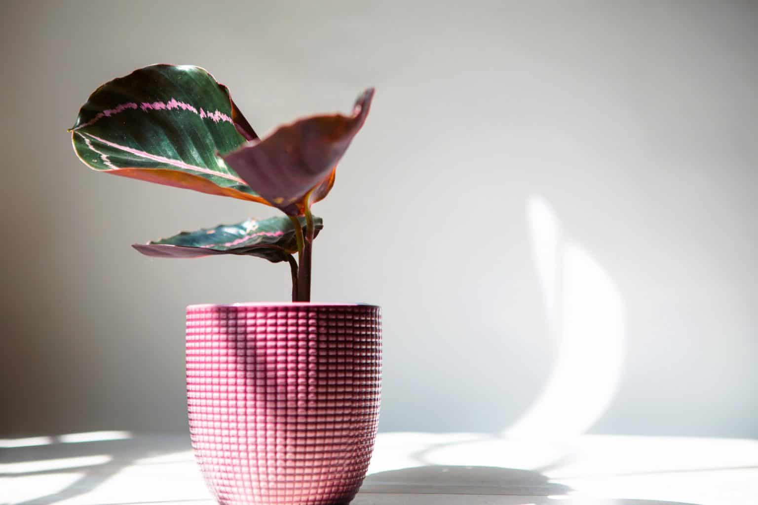 Calathea Rosy: Everything You Need To Know