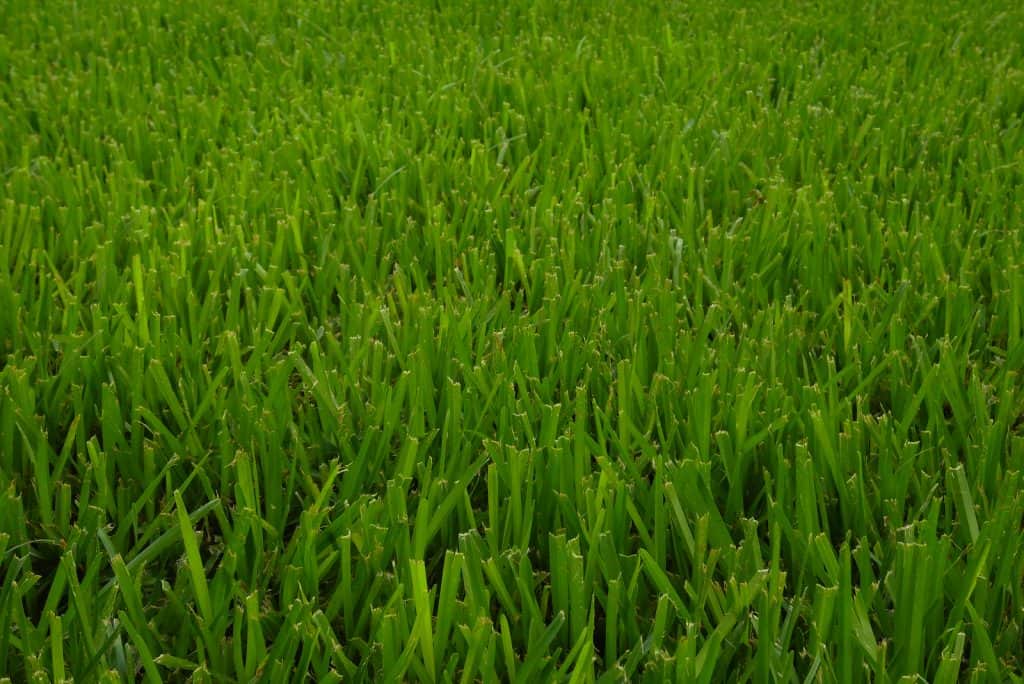 Grass Types In Florida: 7 Top Picks For Your Florida Lawn