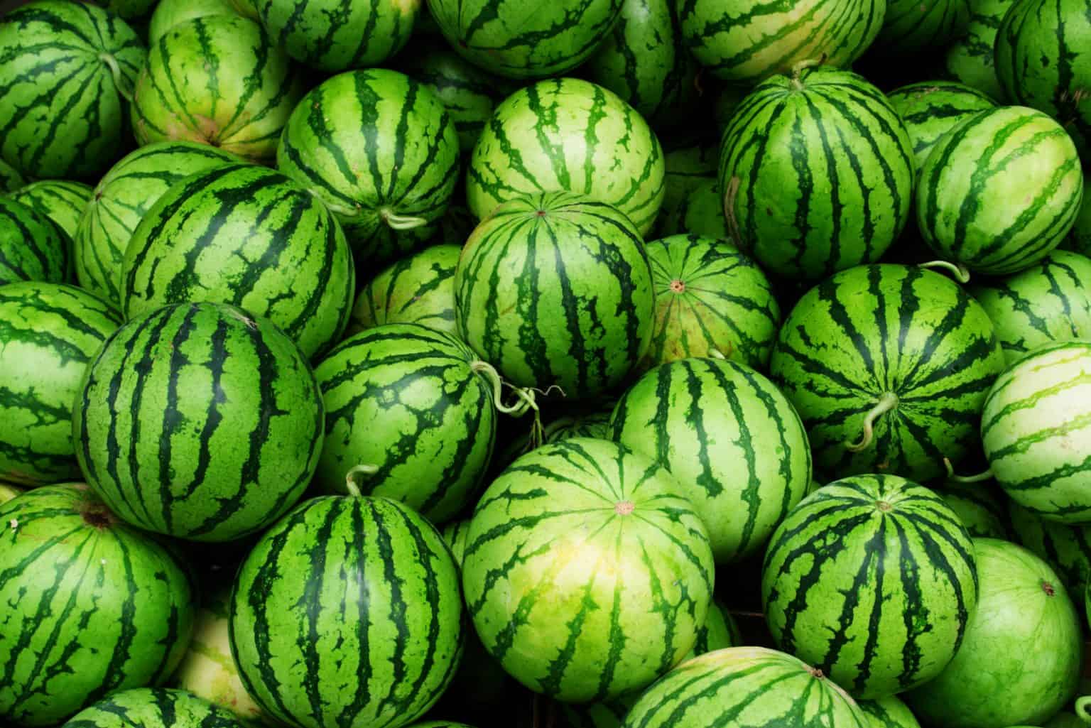 Male And Female Watermelon: Differences and Features