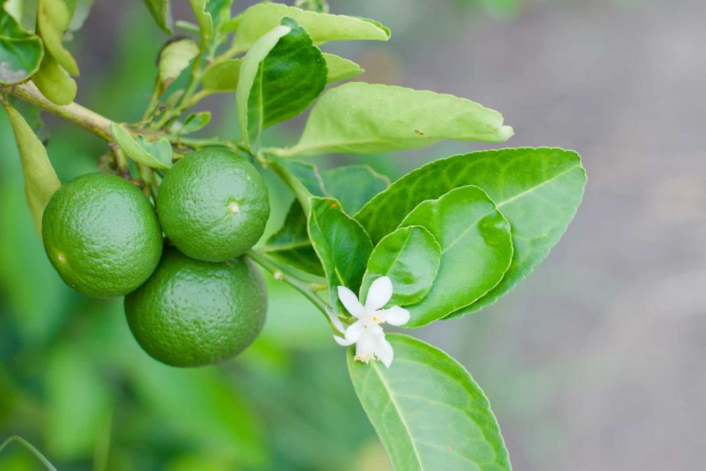 9 Reasons Why You Still Have Unripe Green Lemons In The Garden