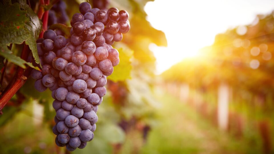 A List Of Fruit Vines To Grow In Your Garden + Care Tips
