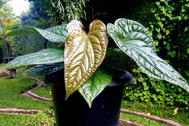 Anthurium Radicans Features Care And Common Issues